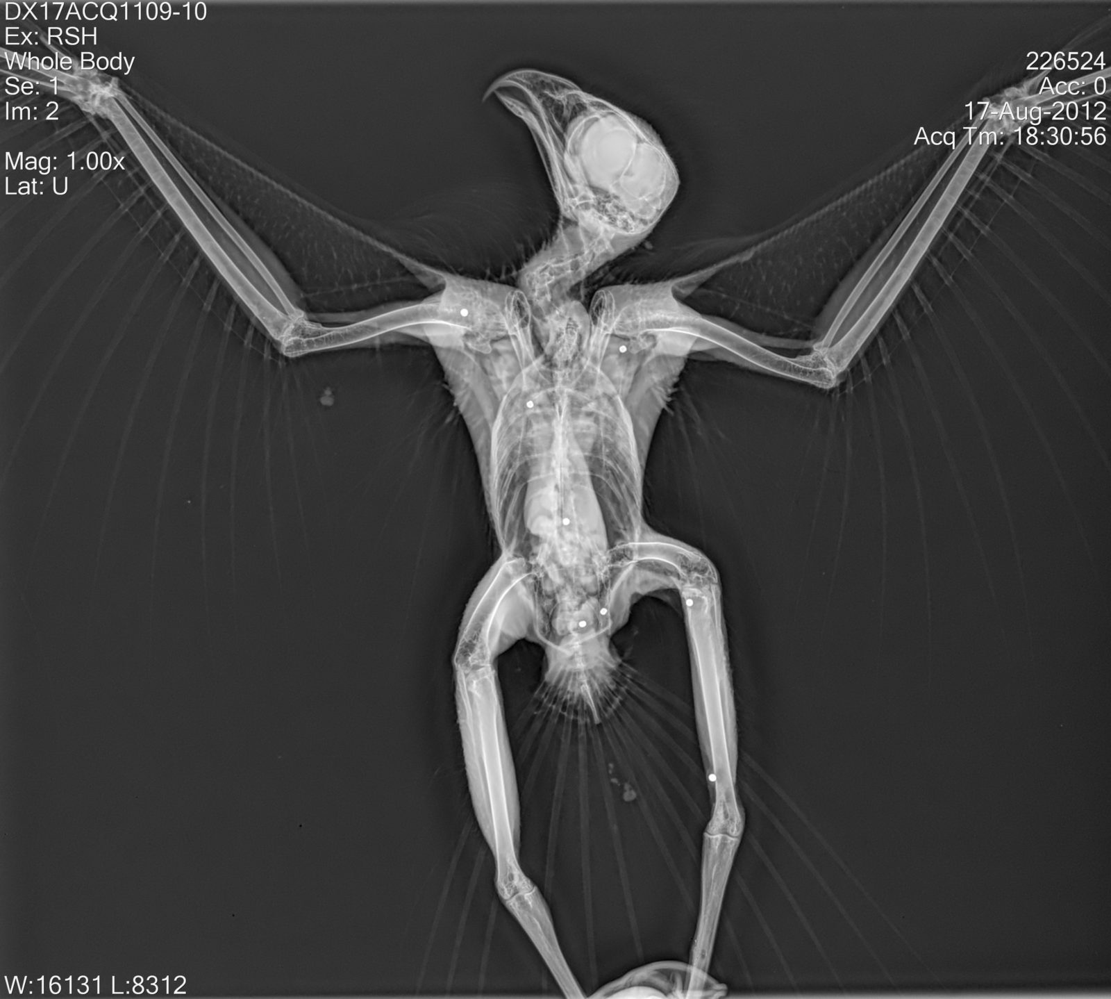 Wildlife Rescue and Rehabilitation in Roswell, GA