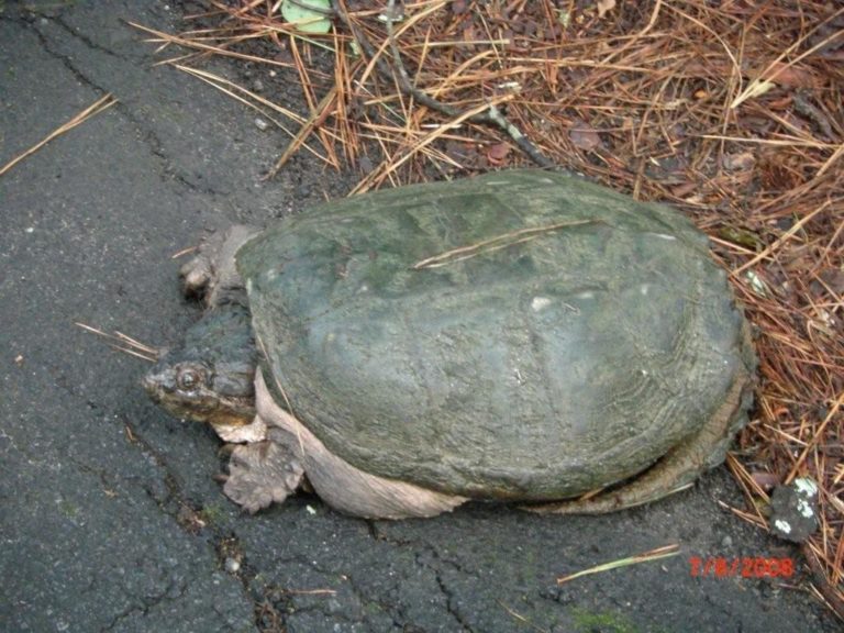 Moving turtles safely across roads