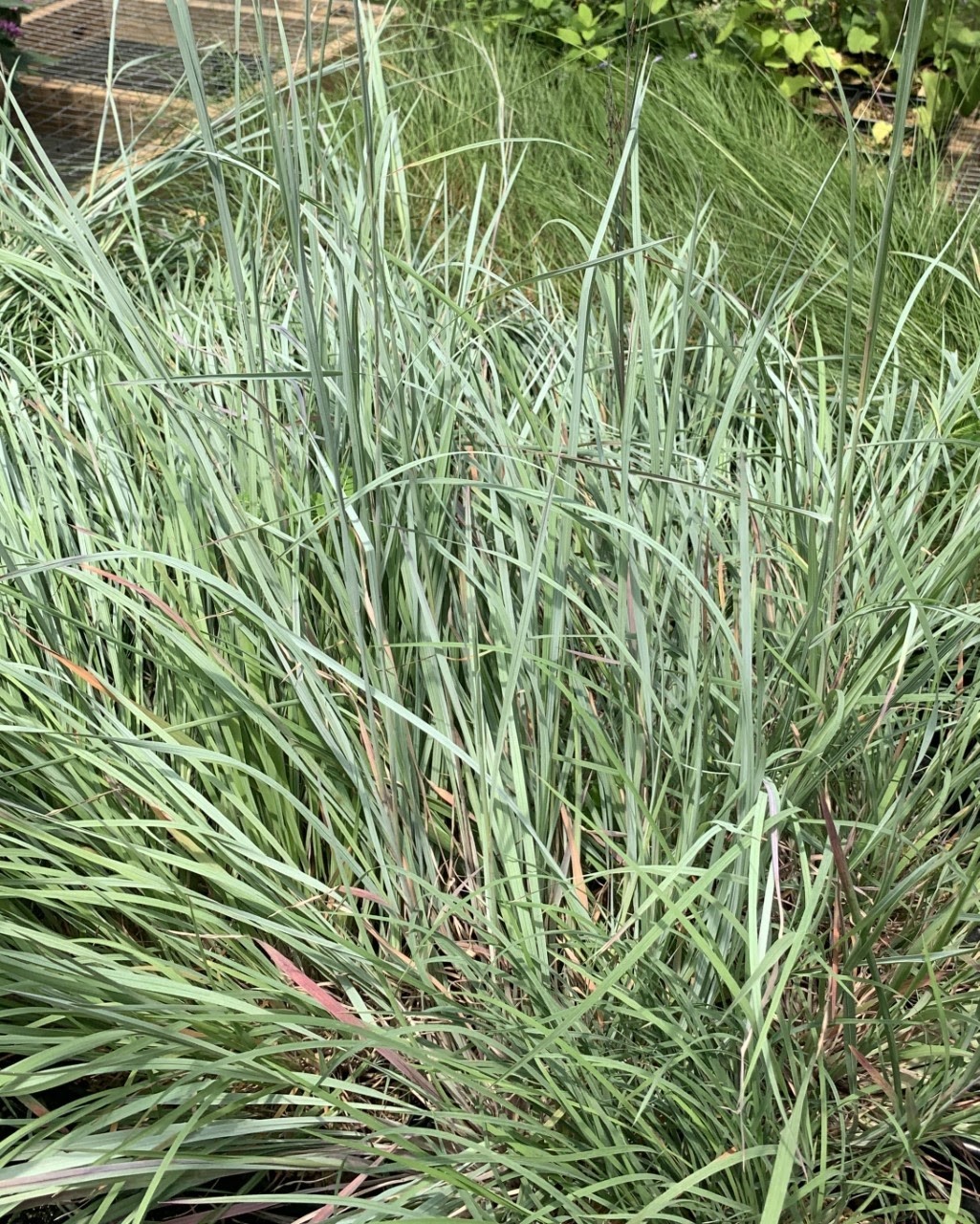 Explore the Native Gardens at the CNC