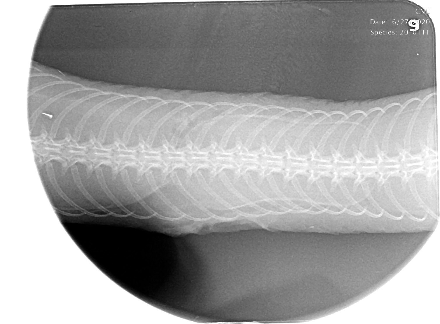 Urban Kings: Project Update