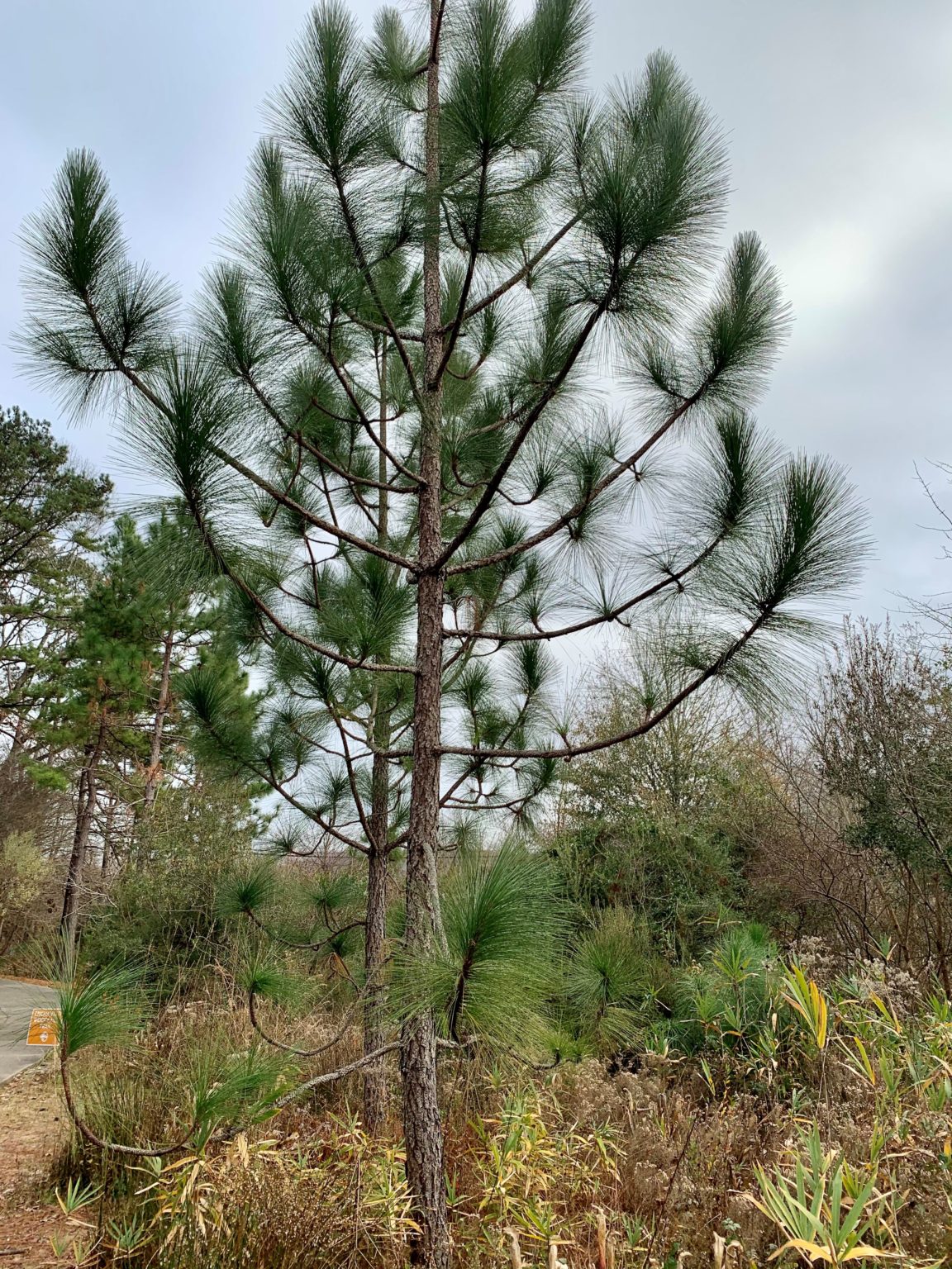 Grow Where you are Planted