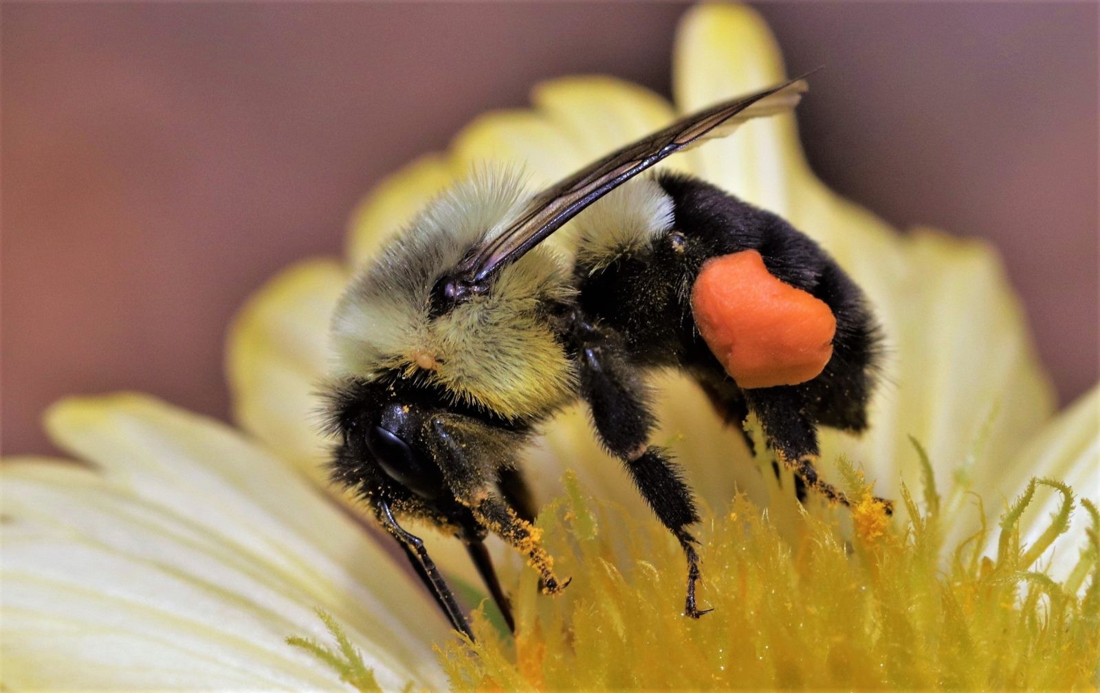 The (Un)usual Suspects