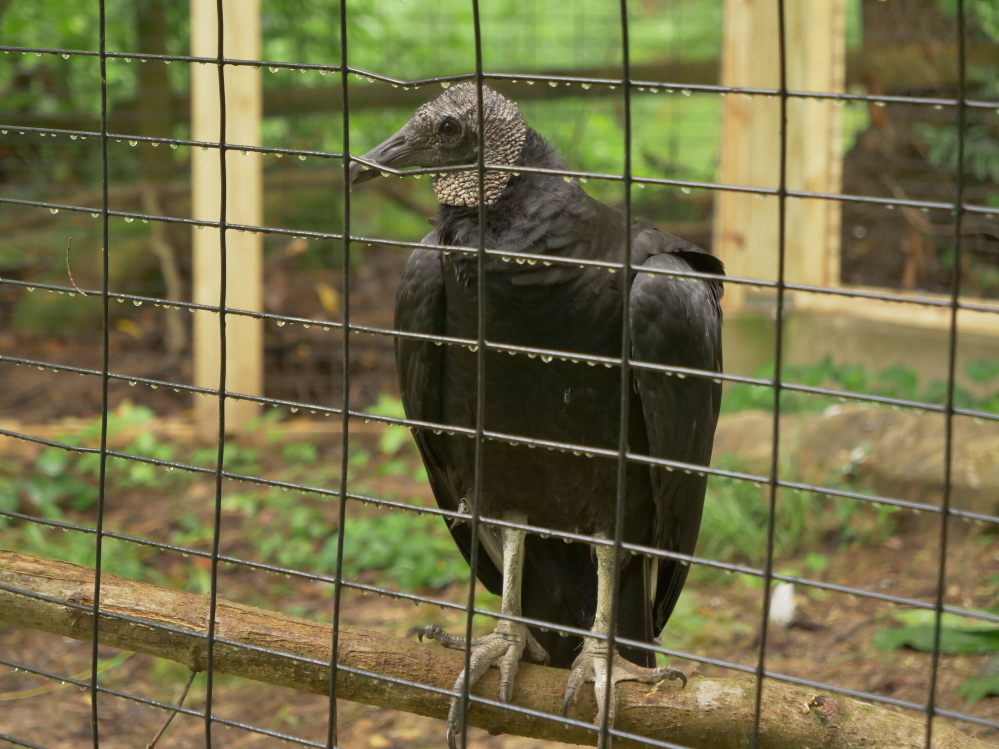 There's No Place Like Home: Vulture Aviary Complete