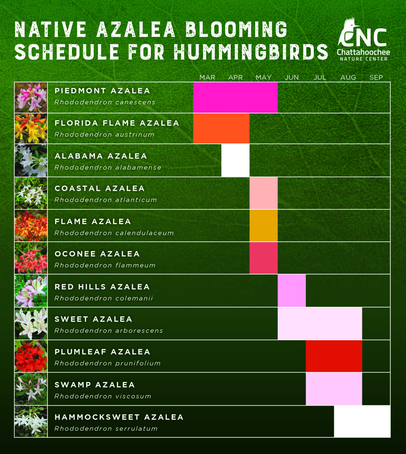 Native Azalea Pop-up Sale | Chattahoochee Nature Center